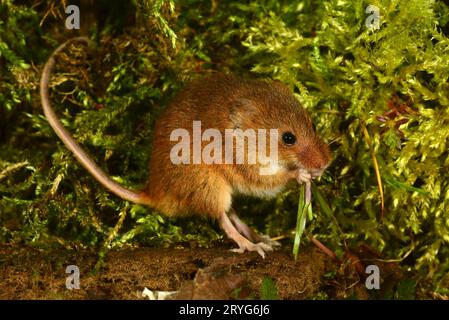 adult harvest mouse micromys minutes sorcinus Stock Photo - Alamy