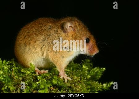 adult harvest mouse micromys minutes sorcinus Stock Photo - Alamy