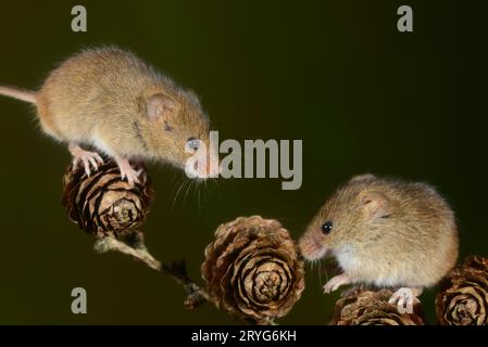 adult harvest mouse micromys minutes sorcinus Stock Photo - Alamy