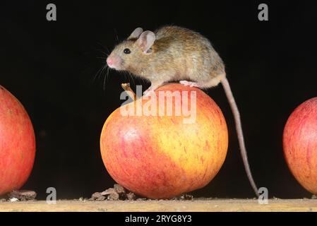 House mouse mus domesticus on eating apple Stock Photo - Alamy