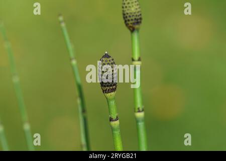 Equisetum Hyemale (Equisetum japonica), Dutch Rush, perennial herb ...