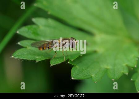 Marmalade hoverfly and other hoverfly, Episyrphus balteatus and ...