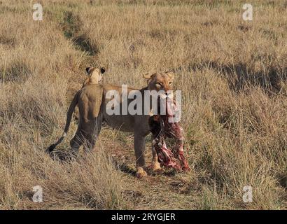 This lioness was with 2 large cubs away from any pride feeding on an ...