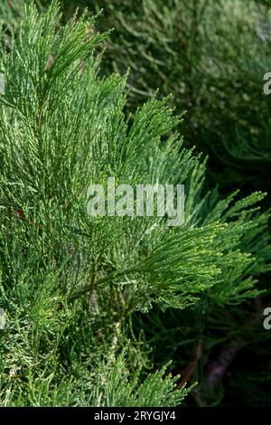 Giant sequoia green leaves and branches. Sequoiadendron giganteum or ...