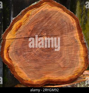 Plum tree; tree-profile; slice of a tree (trunk Stock Photo - Alamy