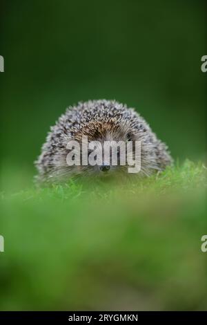 hedgehog hedgehogs insectivore insectivores mammal mammals animal ...