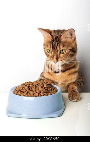 Hungry cat near bowl with dry cat food isolated on white background ...