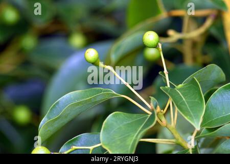 Fruits of the camphor tree (Cinnamomum camphora Stock Photo - Alamy