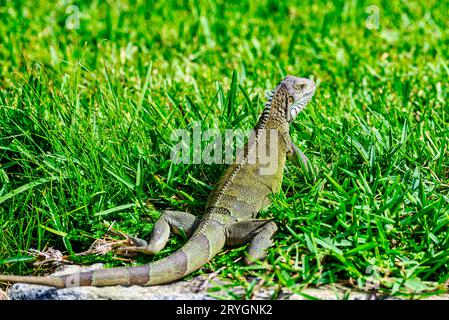 Lizards on Aruba in the Caribbean Stock Photo - Alamy