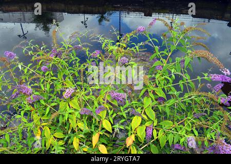 Urban and ruderal plants: summer lilac (Buddleja davidii) on the docks ...