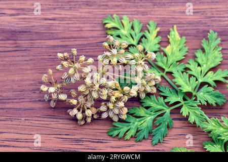 Detail of the fruits of the hemlock (Conium maculatum Stock Photo - Alamy