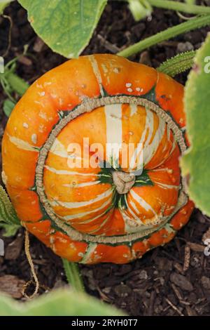 Winter Squash "Turk's Turban Stock Photo - Alamy