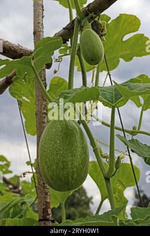 Figleaf gourd, Cucurbita ficifolia Stock Photo - Alamy
