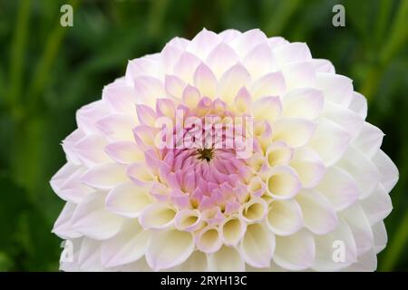 White pompon ball dahlia 'Tracy Diane' in flower Stock Photo - Alamy