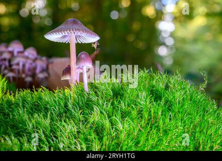 A view of a beautiful mushroom in the forest with green moss in nice ...
