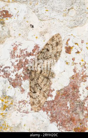 A Oak-tree Pug moth, Eupithecia dodoneata, resting on a silver birch ...