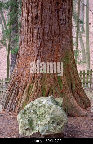 Sequoiadendron giganteum. The giant sequoia, the biggest tree in the ...