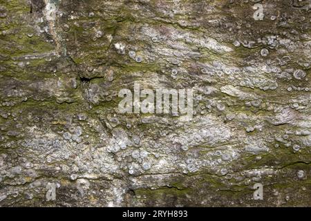 Beds of Limestone deposited 340 million years ago in shallow tropical ...