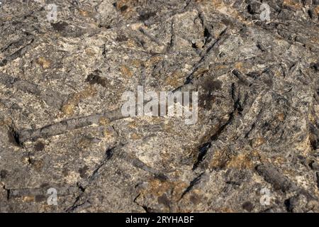 Crinoidal Limestone (UK) sedimentary rock Stock Photo - Alamy
