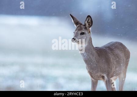 White roe deer in the snow. Figurine of a roe deer in winter. Winter ...