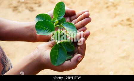 Ashwagandha Medicinal Herb in a little kids hand with Fresh Green ...