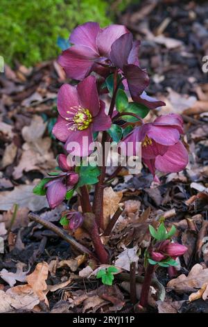 Helleborus Ice 'N' Roses Red, helleborus Coseh 4100, hellebore, plant ...