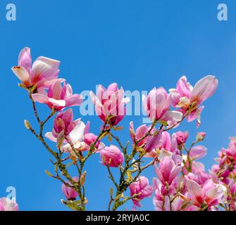 pink magnolia flower on smooth grey pebble Stock Photo - Alamy