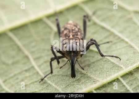weevil in the wild state Stock Photo - Alamy