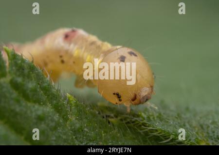 Sphingidae larvae in the wild state Stock Photo - Alamy