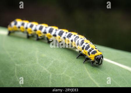 noctuid in the wild state Stock Photo - Alamy