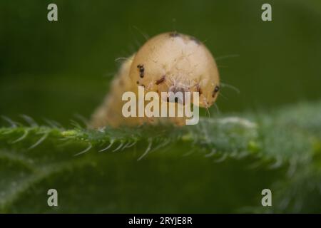 Sphingidae larvae in the wild state Stock Photo - Alamy
