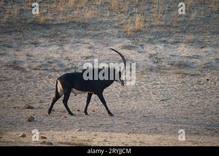 Sable antelope in the savanna. Antílope sable en la sabana Stock Photo ...