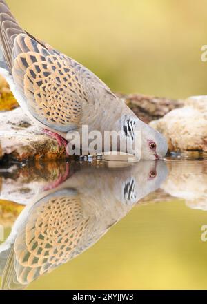 Turtle Dove Streptopelia tutur close up detail image of head. Adult ...