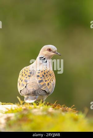 European Turtle Dove (Streptopelia tutur) Tourterelle des bois Stock ...