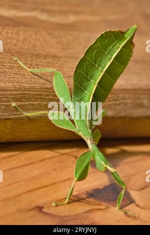 walking stick insects nymph. Phyllium sp , selangor malaysia Stock ...