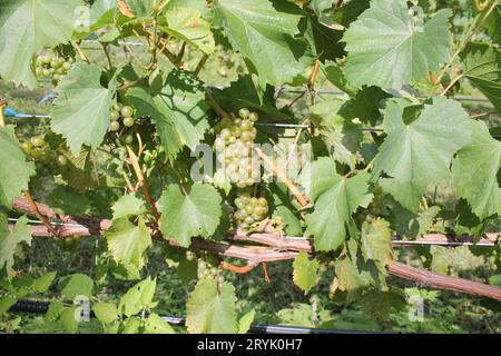 Vignole Grapes on the Vine Stock Photo - Alamy