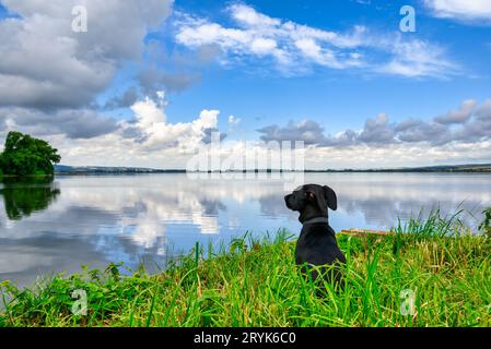 Dog looks interested at a lake with blue sky and beautiful clouds Stock ...