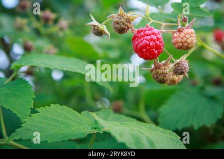 branch with ripe and unripe raspberries in fruit garden on blur green ...