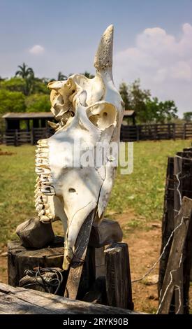 Side view of cow skull. Isolated on a white background Stock Photo - Alamy