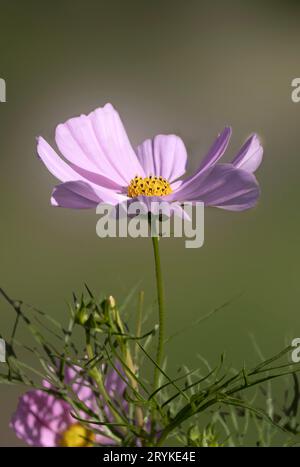 garden cosmos (Cosmos bipinnatus) Plantae Stock Photo - Alamy