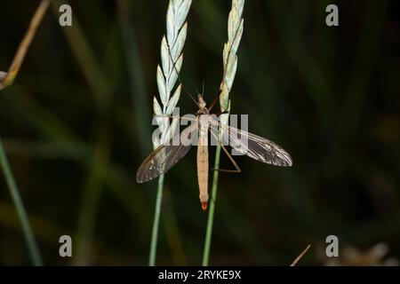 Tipula maxima Family Tipulidae Genus Tipula Large crane Mosquito wild ...