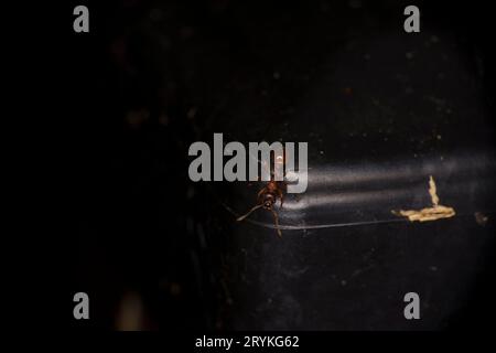 Family Formicidae Genus Myrmica ant wild nature insect wallpaper ...