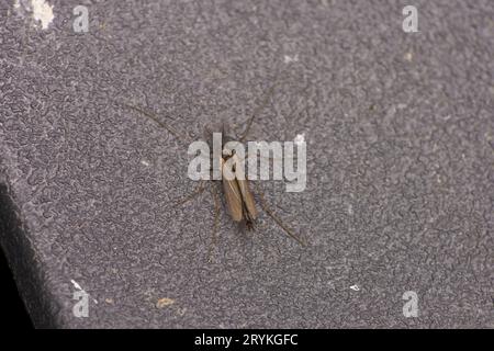 Family Chaoboridae Phantom midge Glassworm Mosquito wild nature insect ...