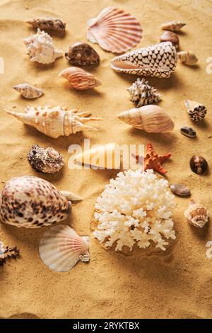 Assortment of natural seashells on sand. Concept of holiday, beach and ...