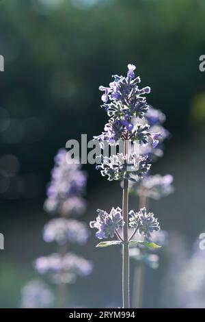 Blooming Thai basil with purple flowers, tomato cherry, thyme plant in ...