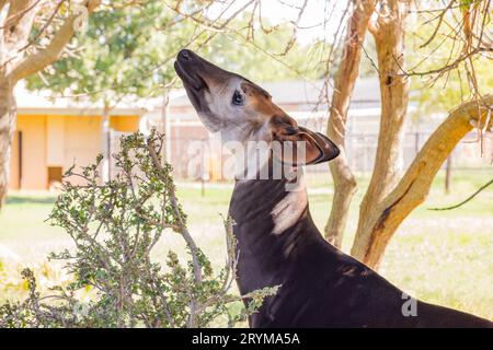 Close-up of an okapi Stock Photo - Alamy
