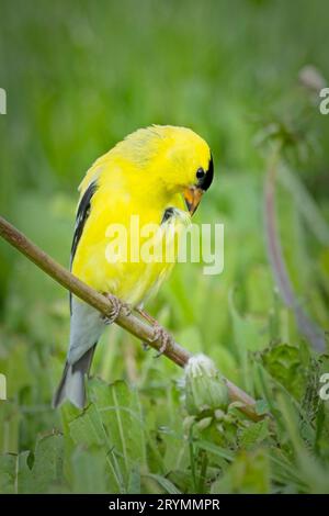 american wild wildlife goldfinch feather colorful nature fall autumn ...