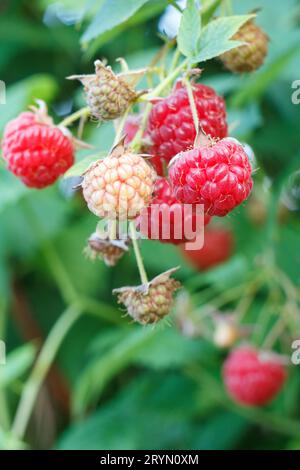 Close-up of a Raspberry grown in an Alaskan garden Stock Photo - Alamy