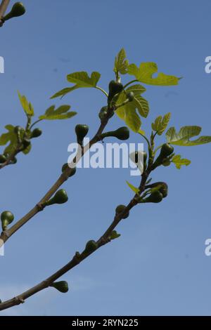Ficus carica, fig tree, young shoots Stock Photo - Alamy