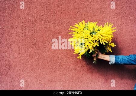Yellow Mimosa bouquet in hands, the symbol of International Women's Day ...